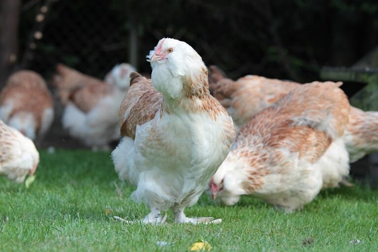 Faverolles Chicken - Breed Profile - Backyard Poultry